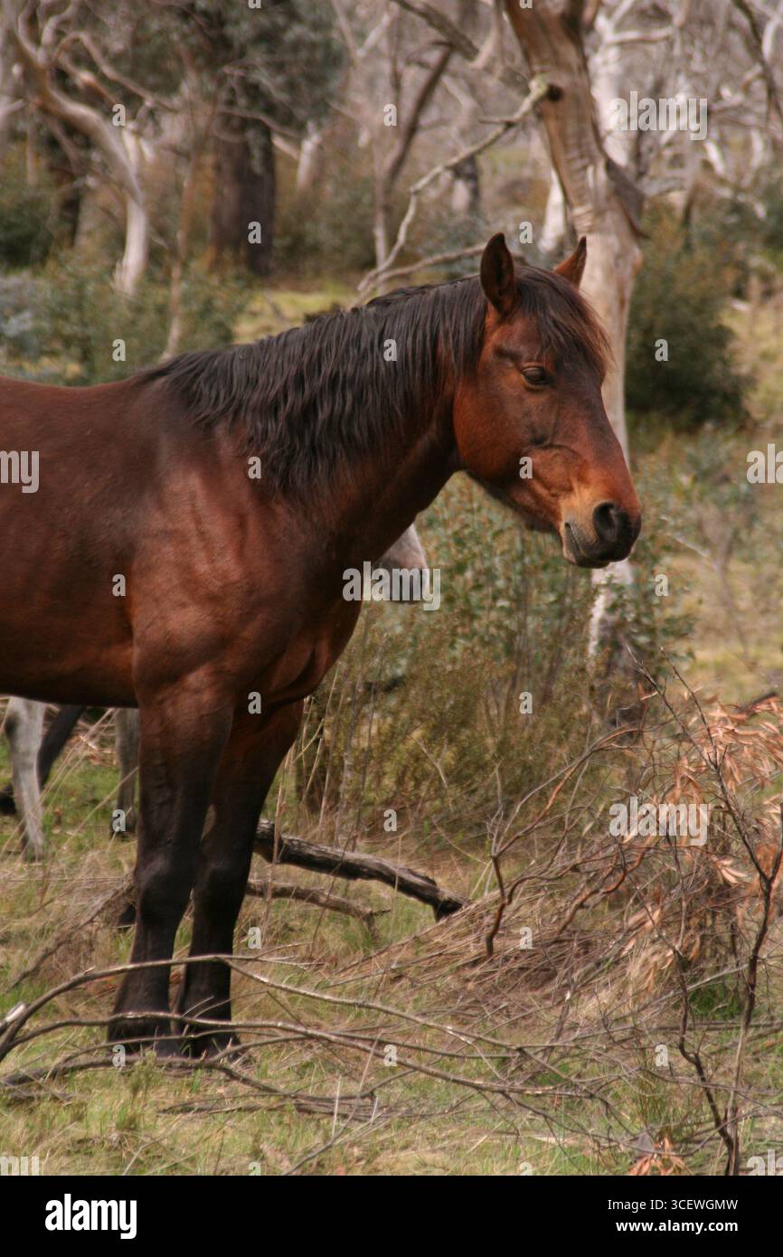 Brumbies australian wild horses hi-res stock photography and images - Alamy