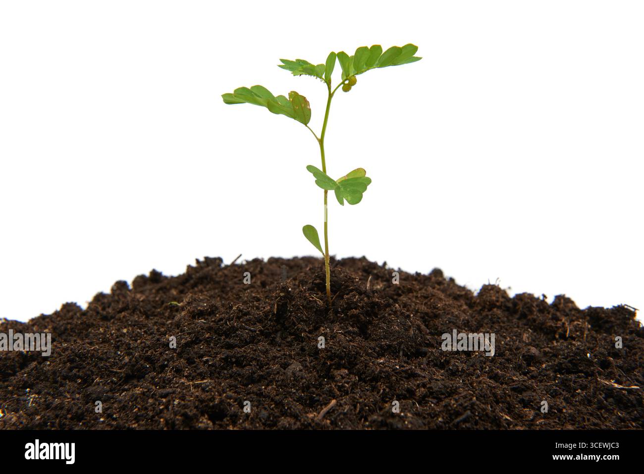 A delicate green plant sprouts from rich, dark soil, symbolizing growth ...