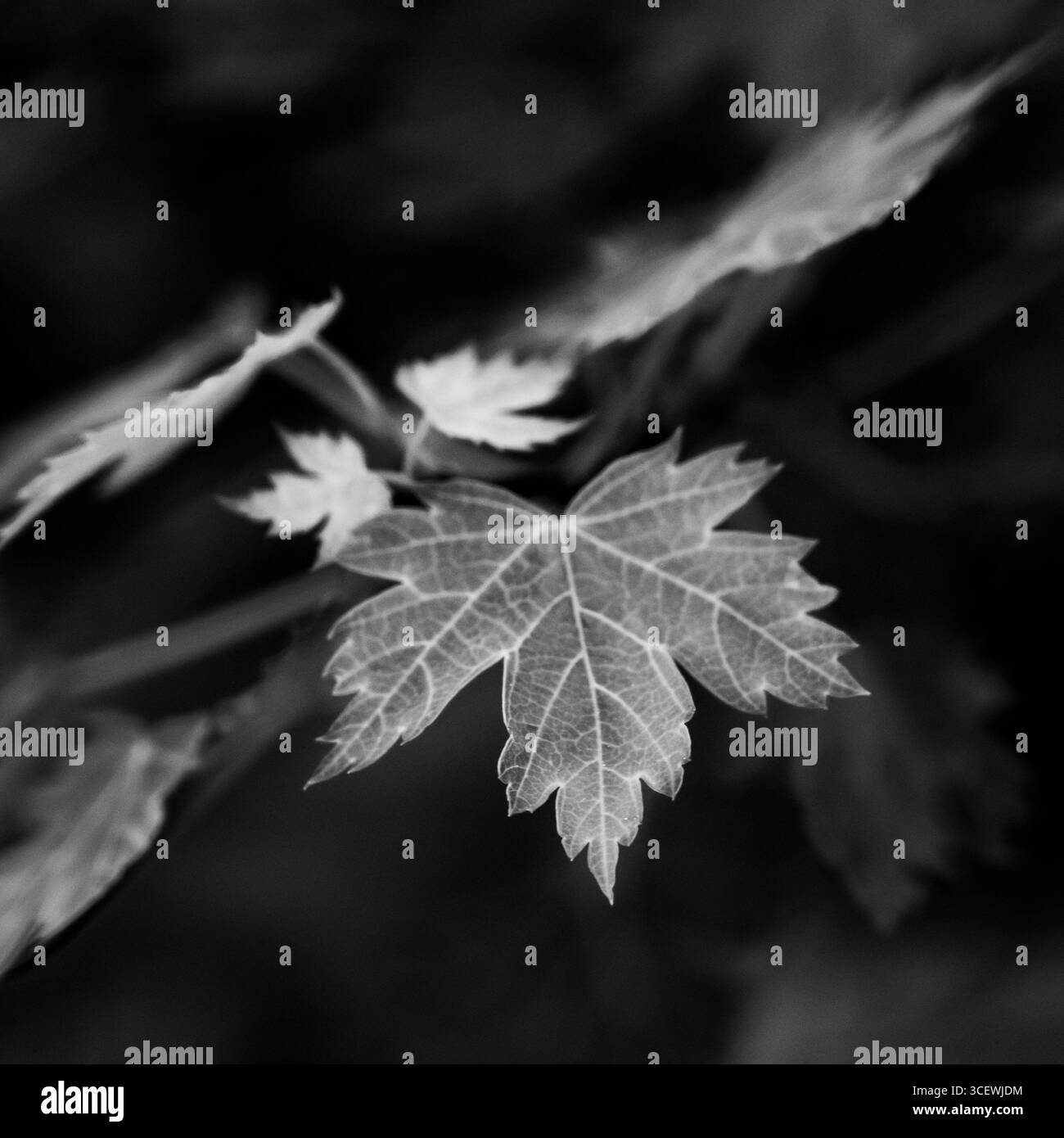 Green maple leaves summer Black and White Stock Photos & Images - Alamy