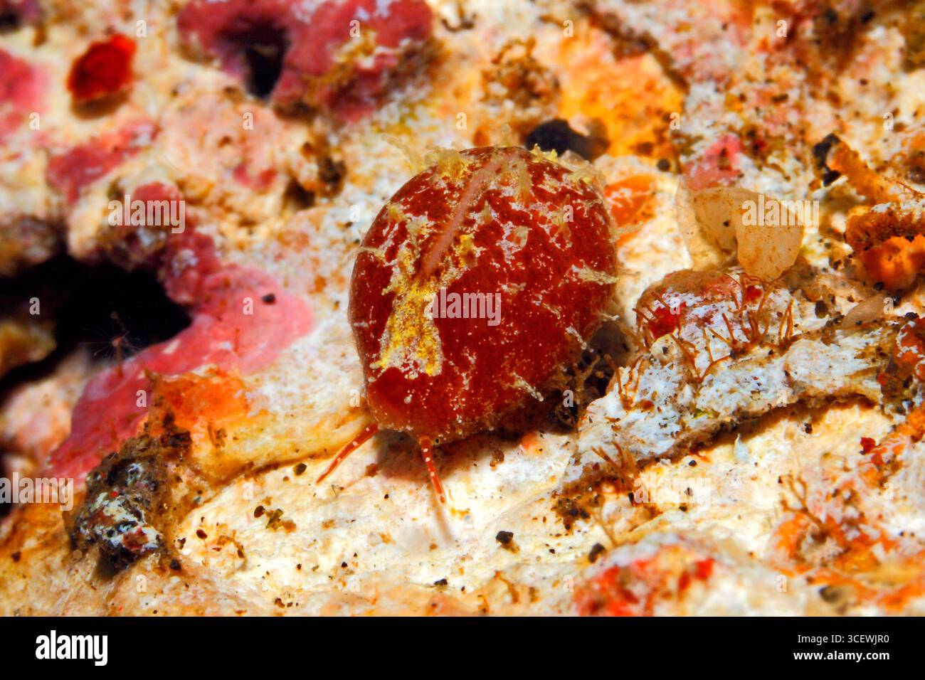 Trivia Shell, Trivirostra sp, often called a bean cowry, showing mantle ...