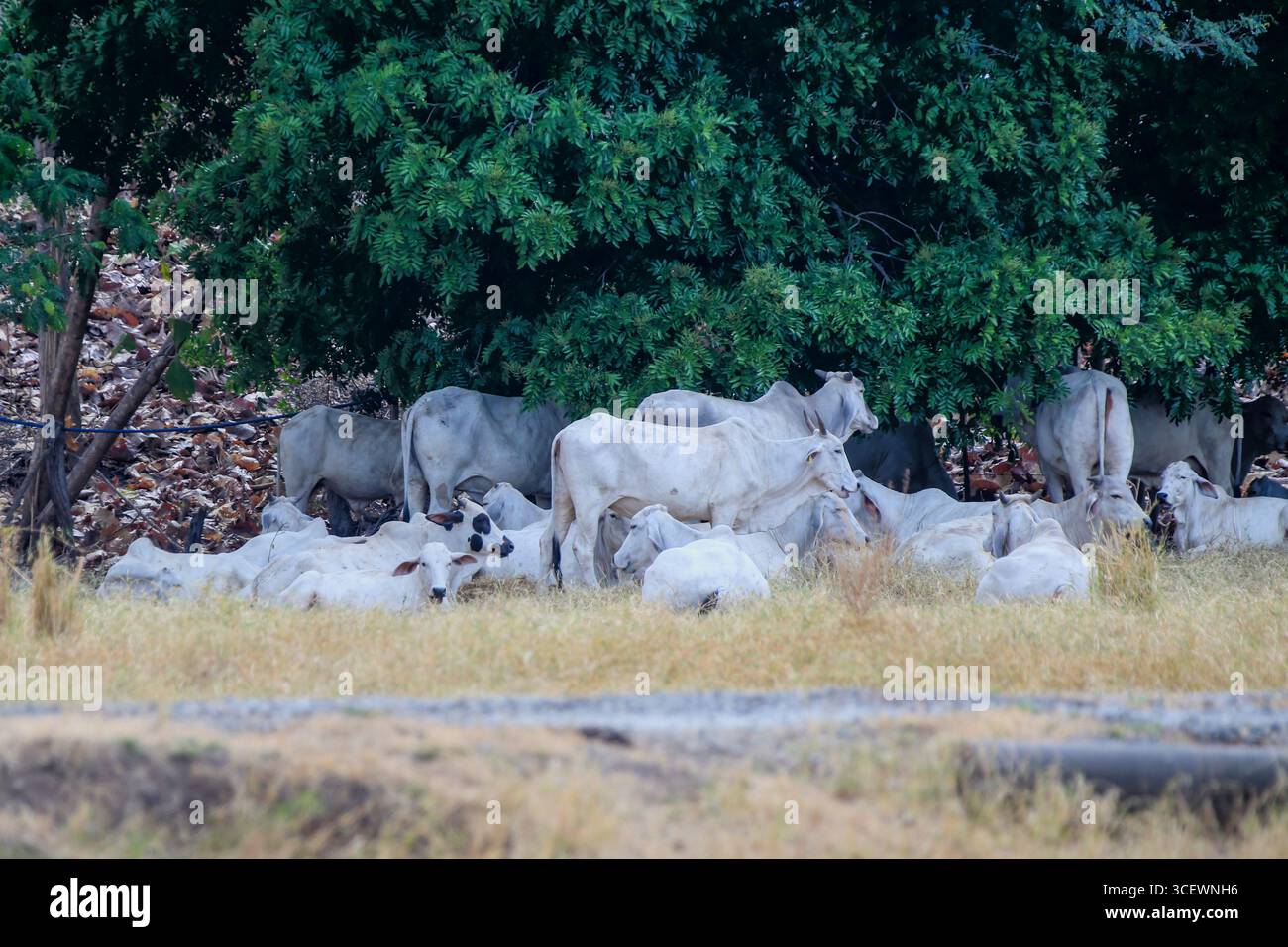 A small group of cows rests peacefully near the edge of the rainforest ...