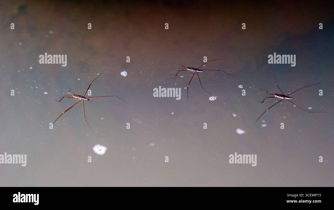 Gerridae (water striders, water scooters, water bugs, pond skaters) on ...