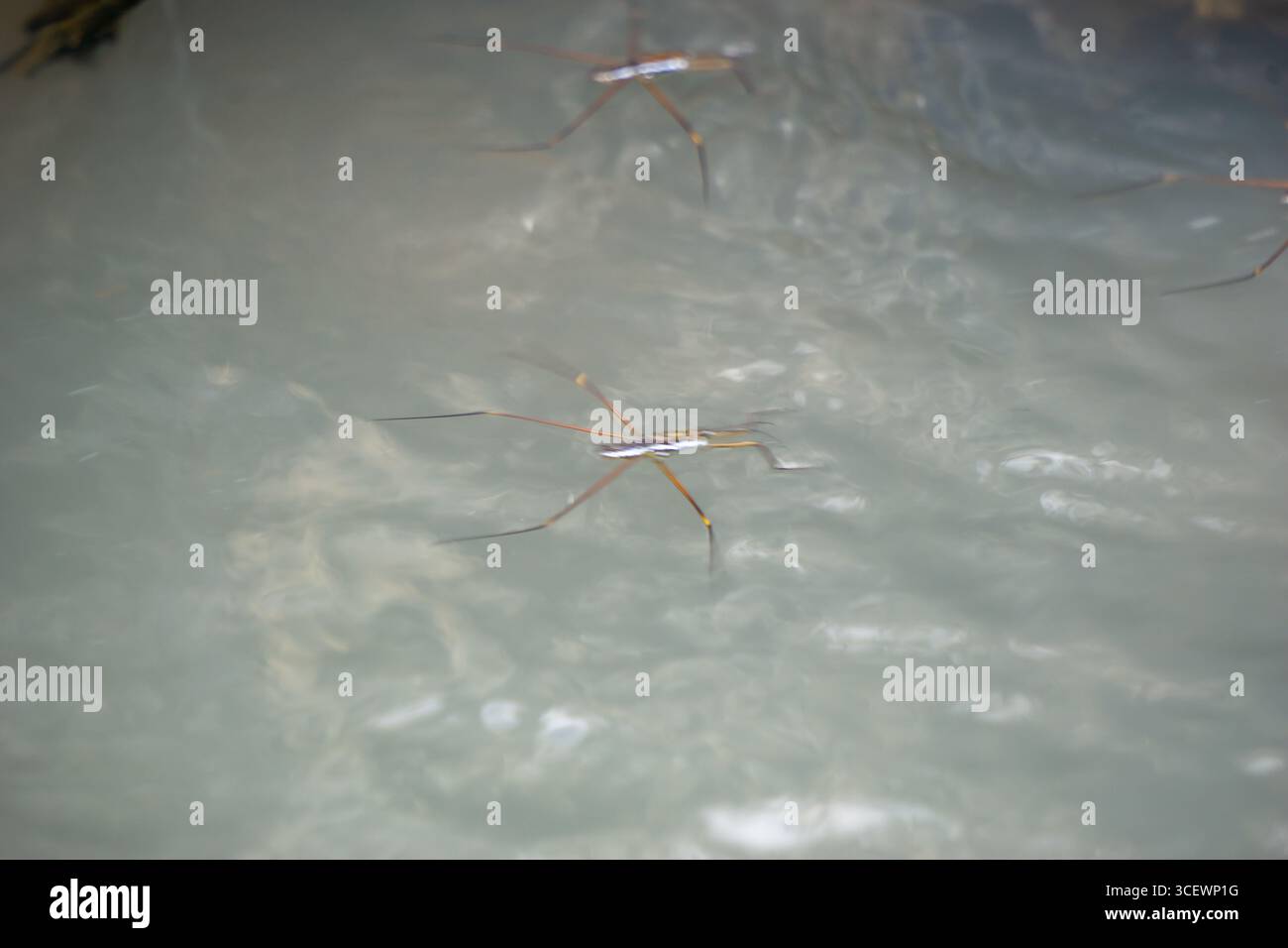 Gerridae (water striders, water scooters, water bugs, pond skaters) on ...