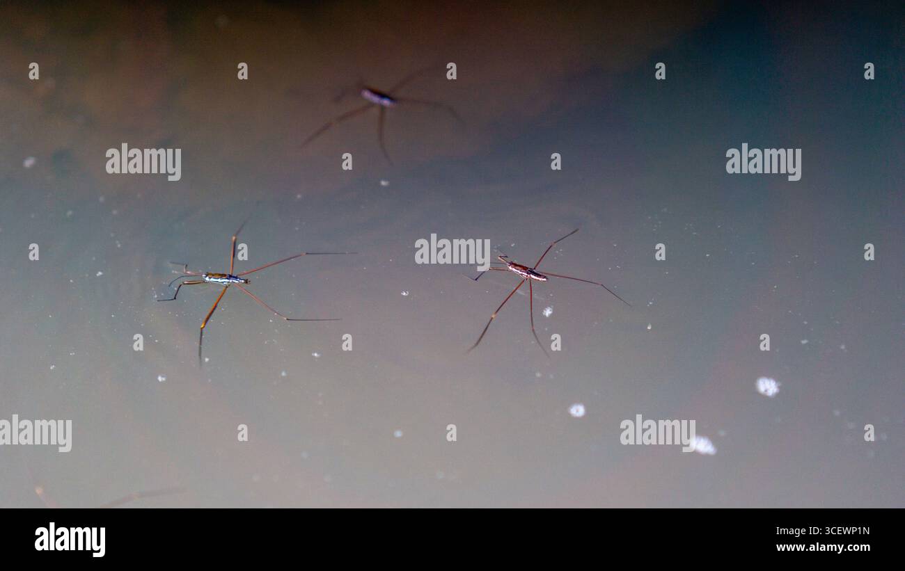 Gerridae (water striders, water scooters, water bugs, pond skaters) on ...