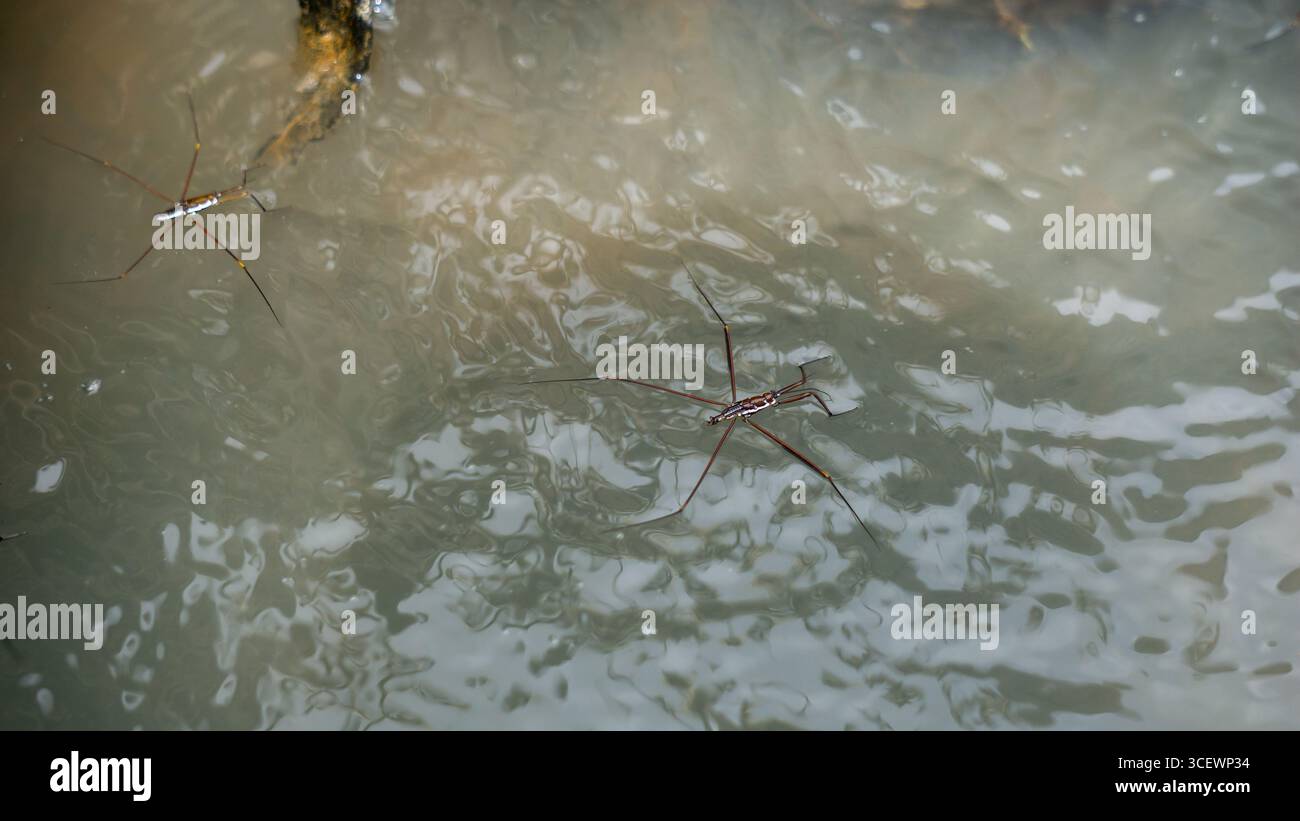 Gerridae (water striders, water scooters, water bugs, pond skaters) on ...