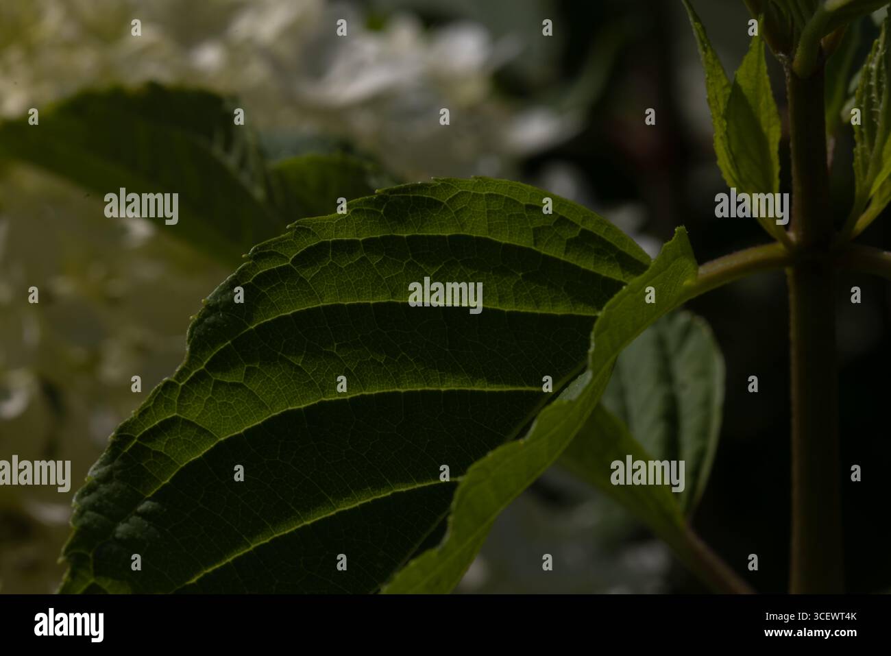 Lo key image hi-res stock photography and images - Alamy