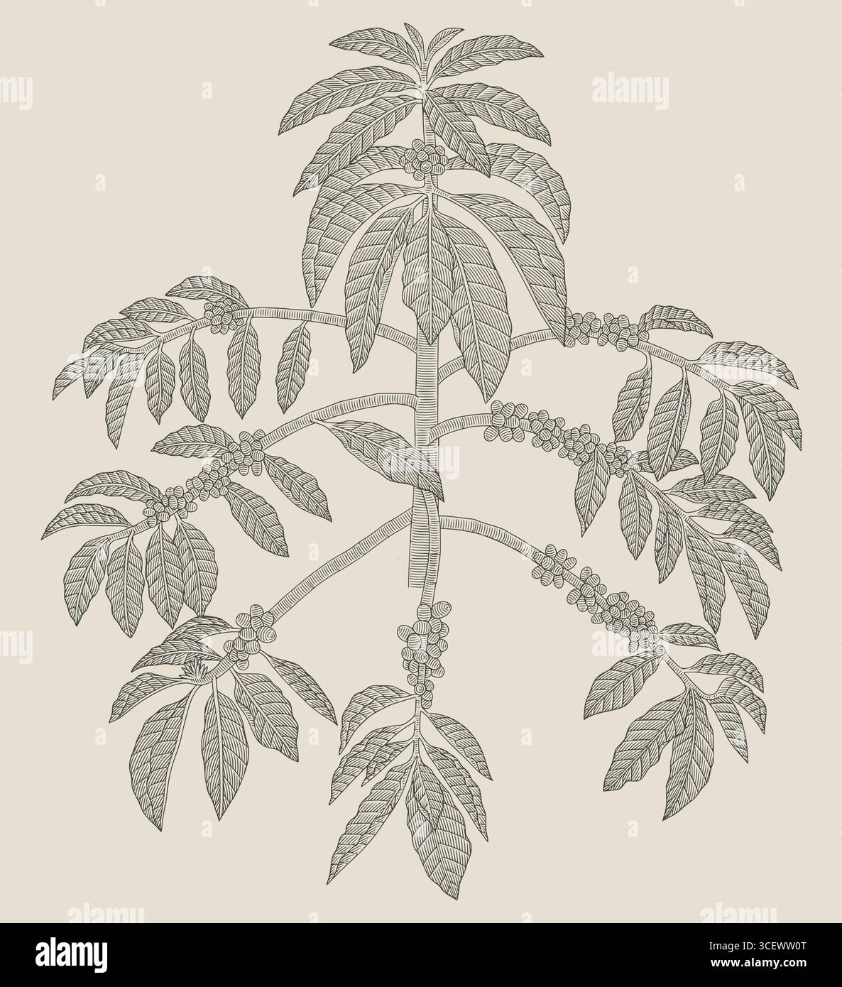 Old plant illustration Stock Vector Images - Alamy
