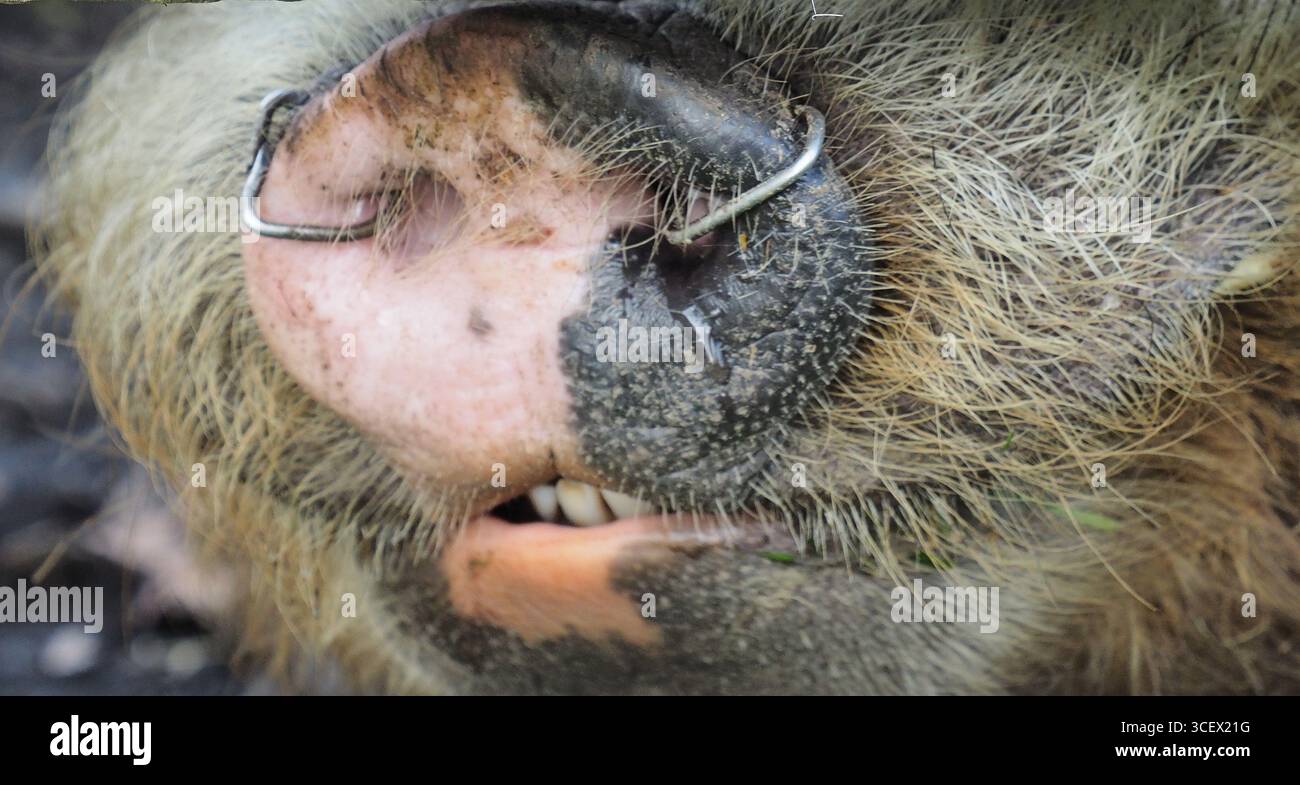 New Zealand kune kune pig with nose rings looking through the bars of a ...