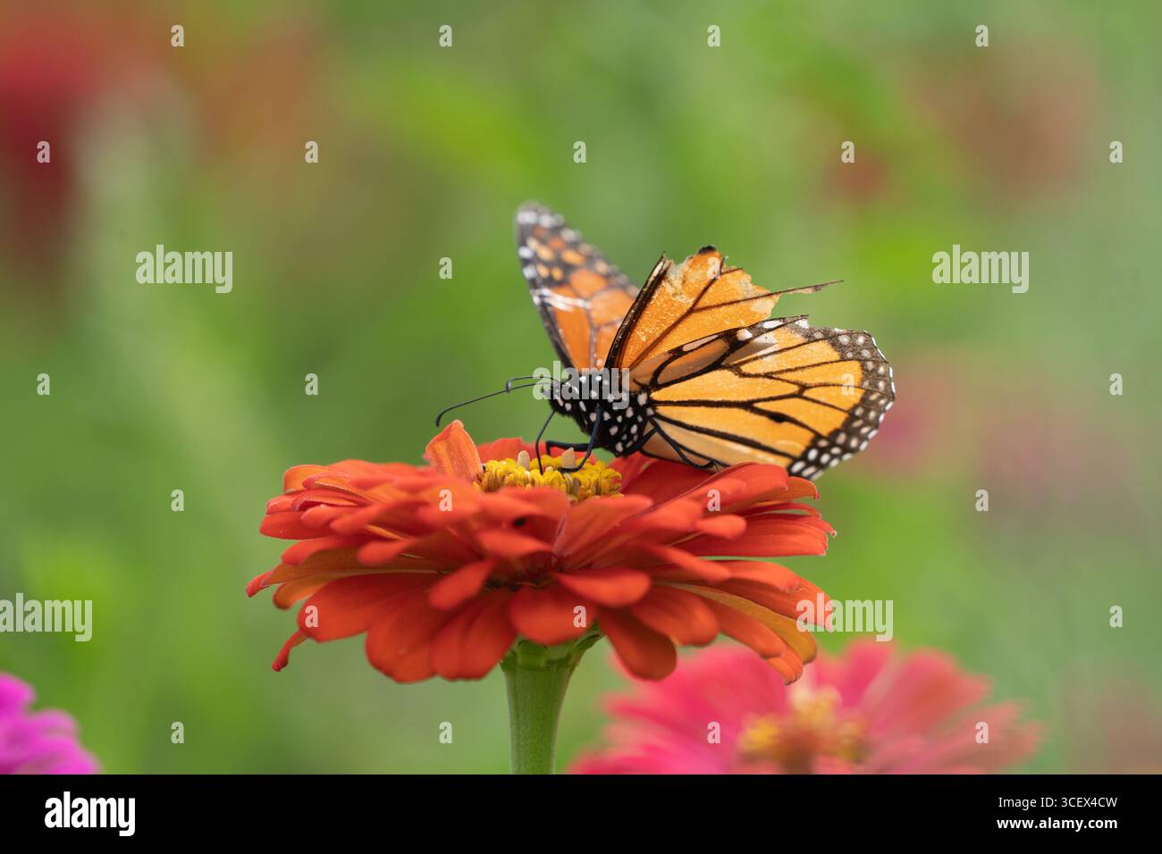 Monarch butterfly torn wings hi-res stock photography and images - Alamy