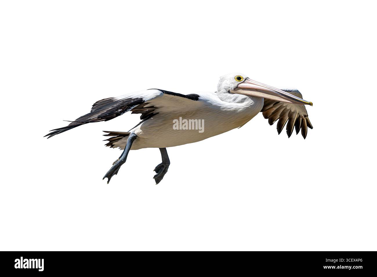 Pelican pose Cut Out Stock Images & Pictures - Alamy