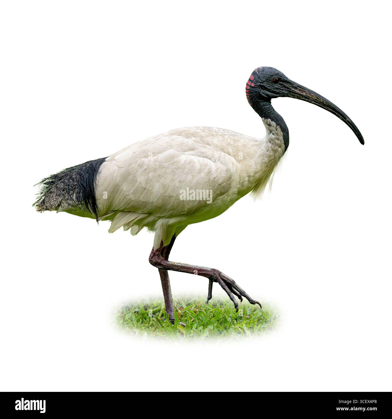 Wading bird with long curved beak Cut Out Stock Images & Pictures - Alamy