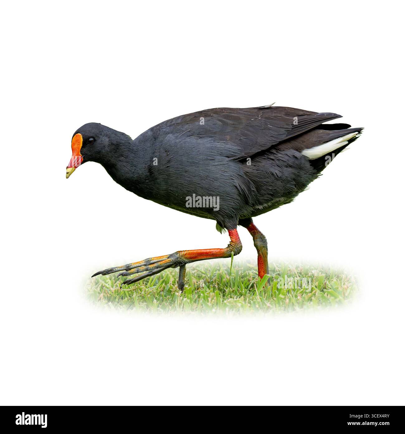 Wild green marsh grass Cut Out Stock Images & Pictures - Alamy