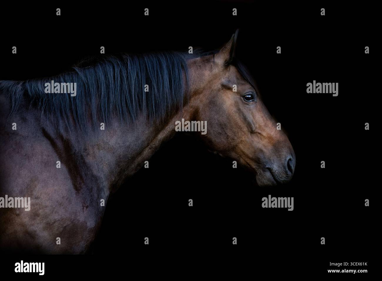 Bay Holsteiner warmblood horse in front of black background Stock Photo ...