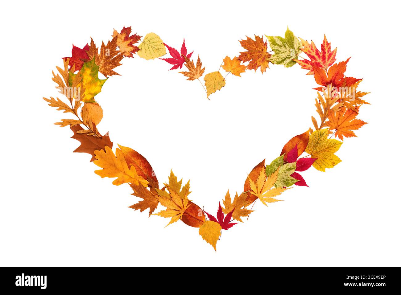 Flat vector leaves Cut Out Stock Images & Pictures - Alamy