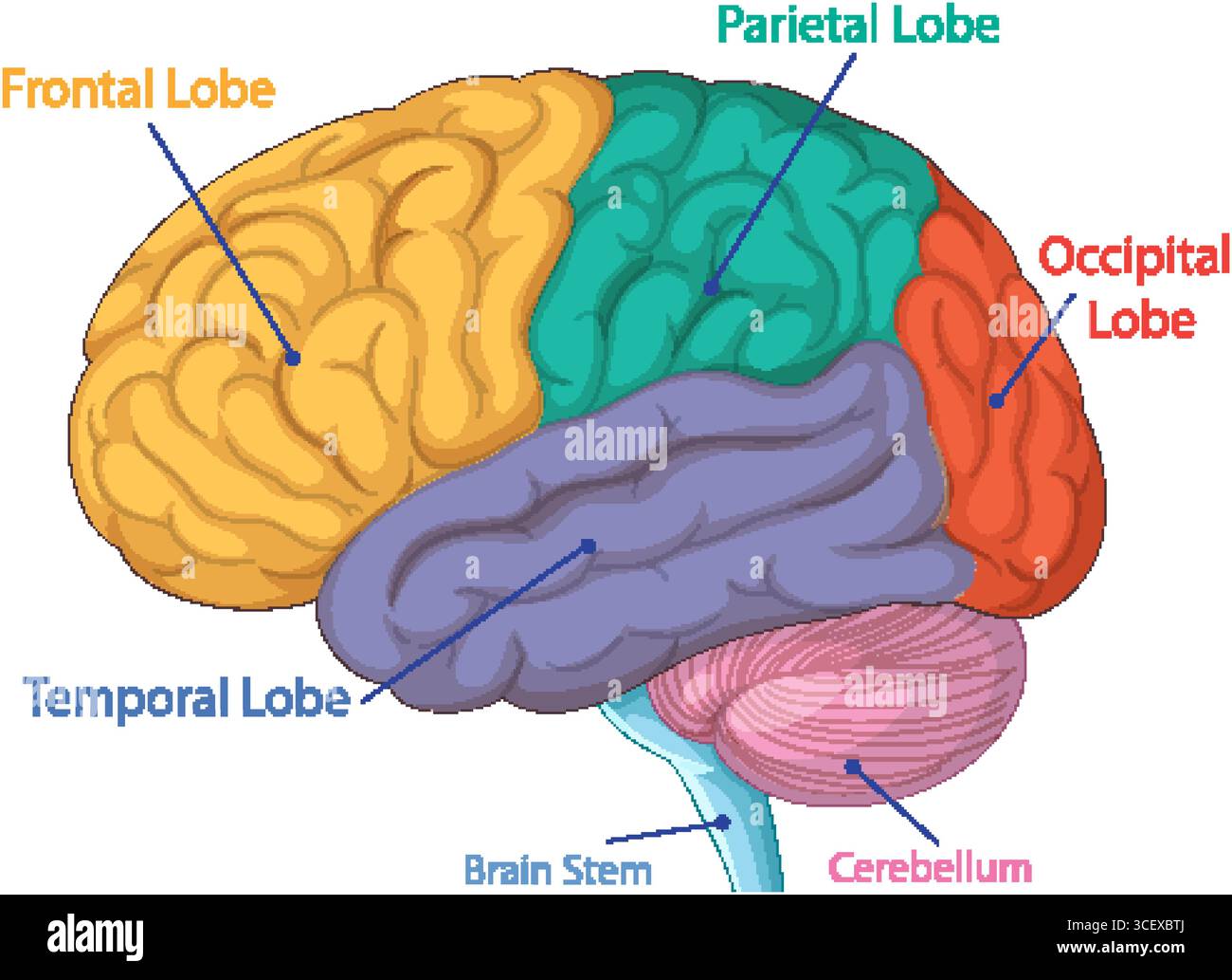 Detailed vector illustration of human brain anatomy with labeled lobes ...