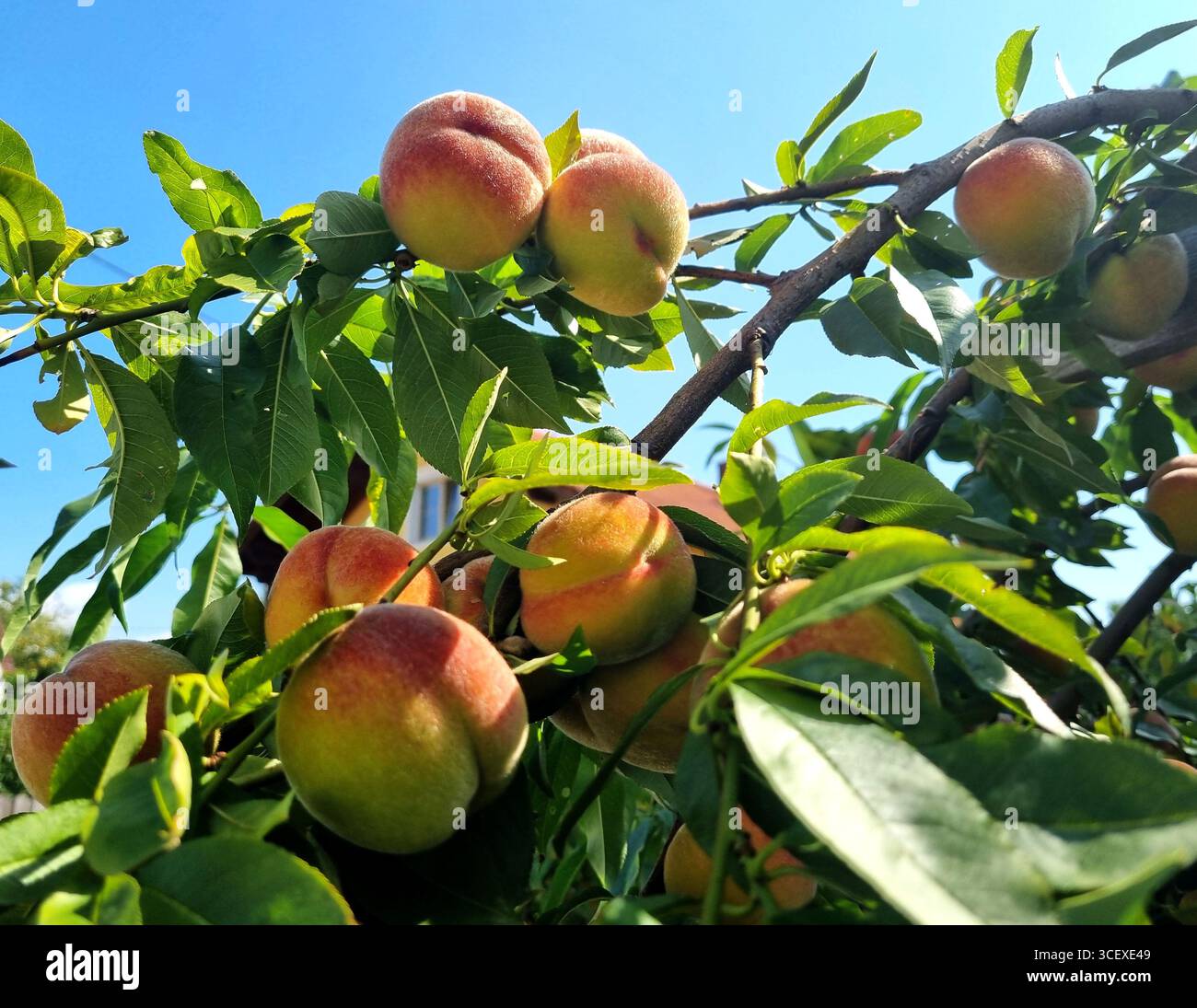 THEME PICTURE - Illustration on the topics of agriculture, harvest ...
