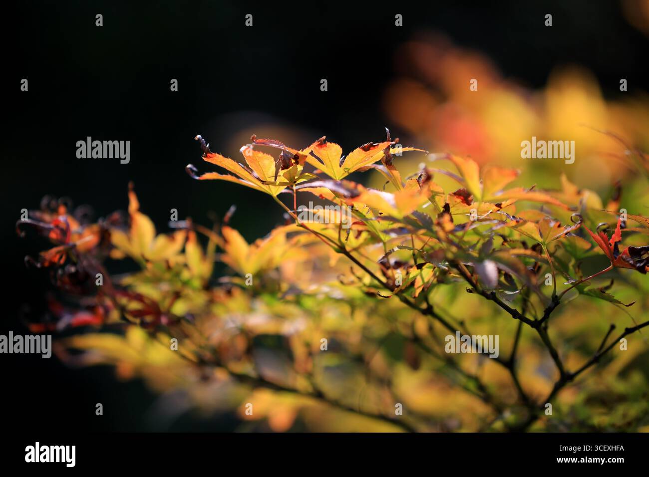 Maple leaves in Huai'an City, east China's Jiangsu Province, 17 August ...