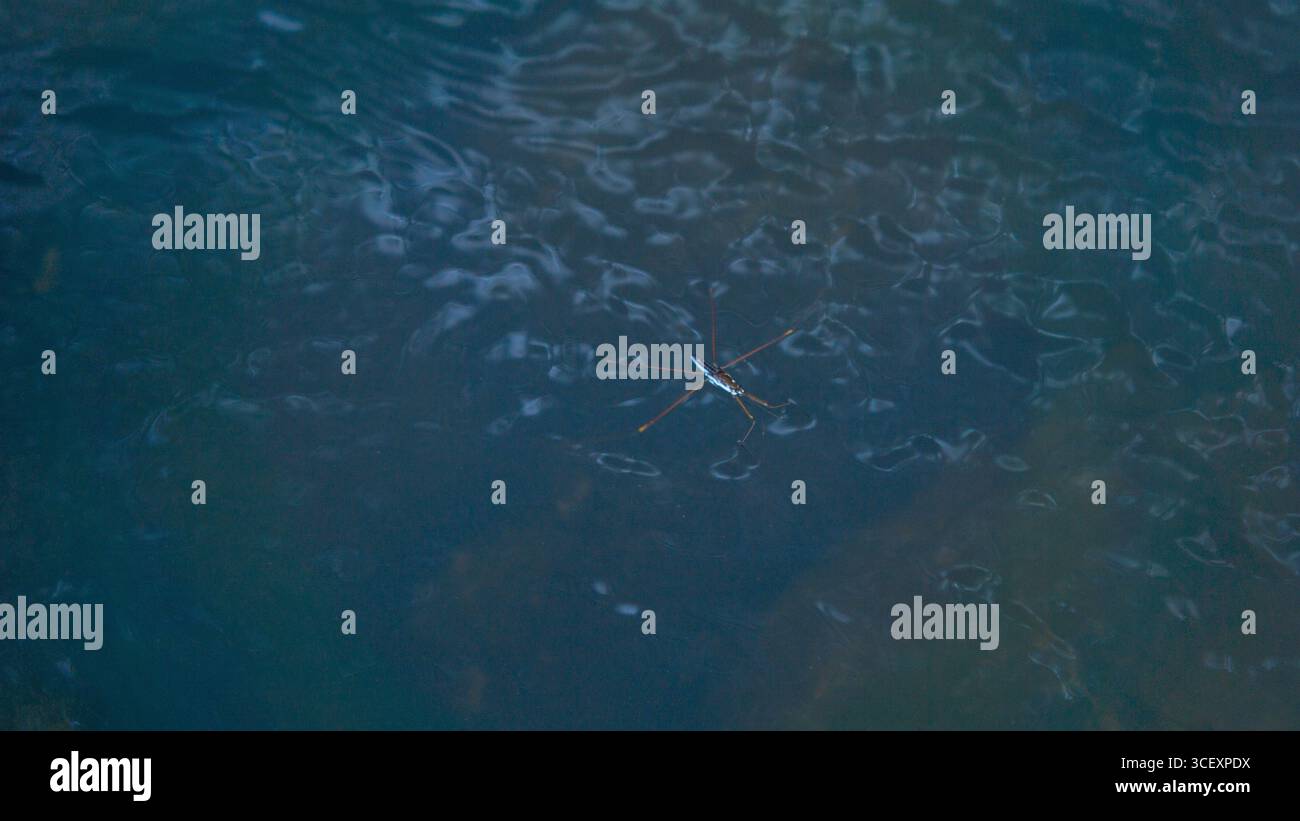 Gerridae (water striders, water scooters, water bugs, pond skaters) on ...