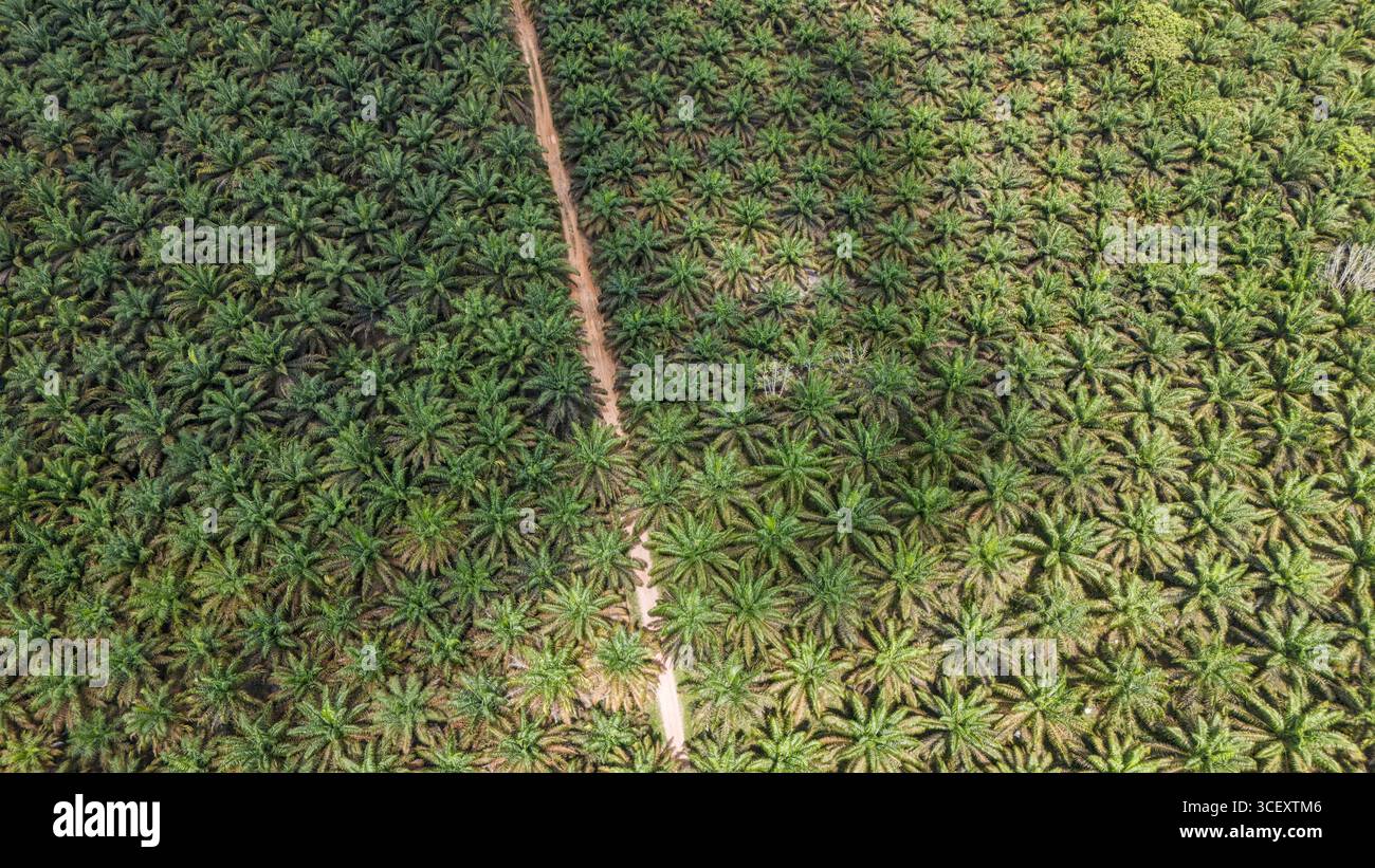 Palm oil plantation in Borneo, Indonesia, Asia Stock Photo - Alamy