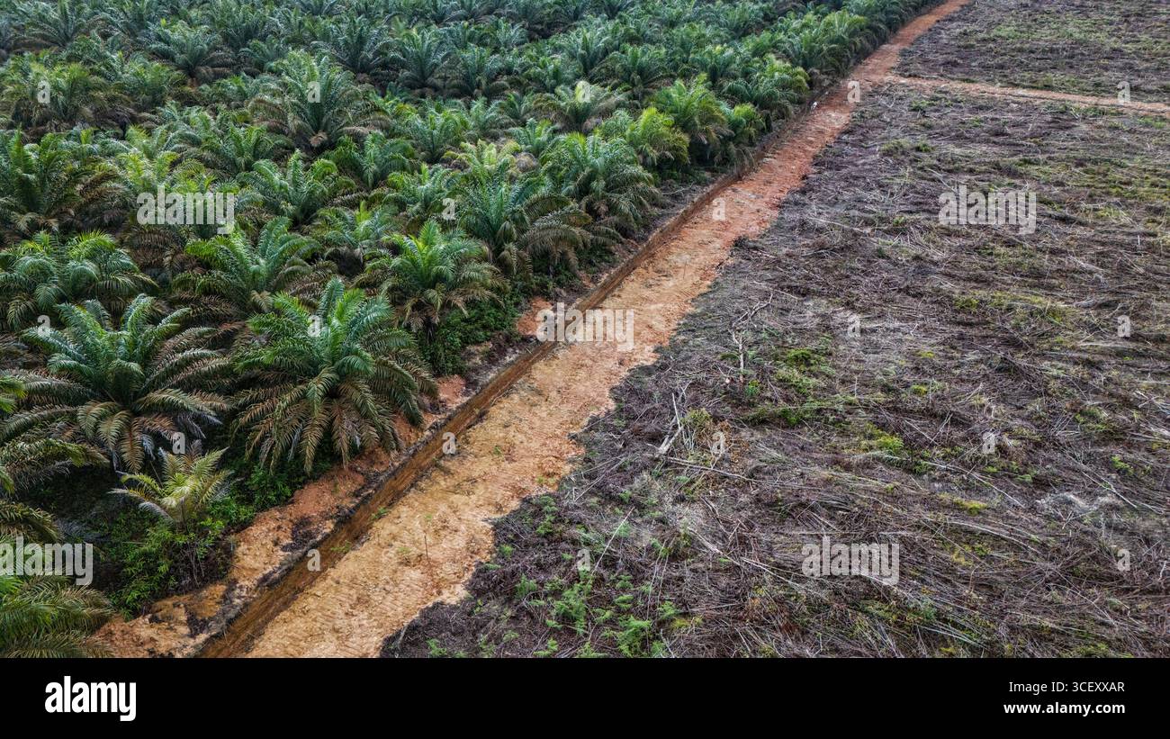 Palm oil plantation in Borneo, Indonesia, Asia Stock Photo - Alamy