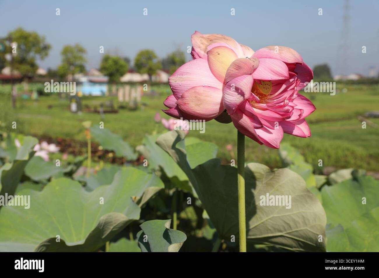 A twin lotus bursts into bloom in Nanjing City, east China's Jiangsu ...