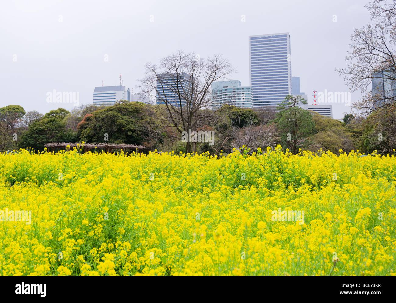 Hamarikyu Gardens in early summer, Tokyo (Sakura Season） Stock Photo ...