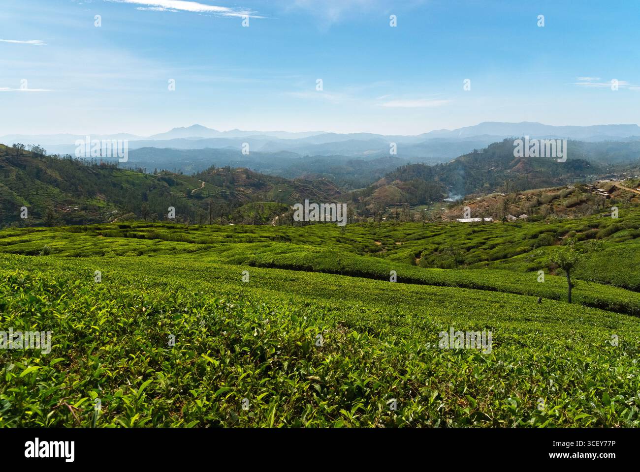 Tea bush leaves on hilly hi-res stock photography and images - Alamy