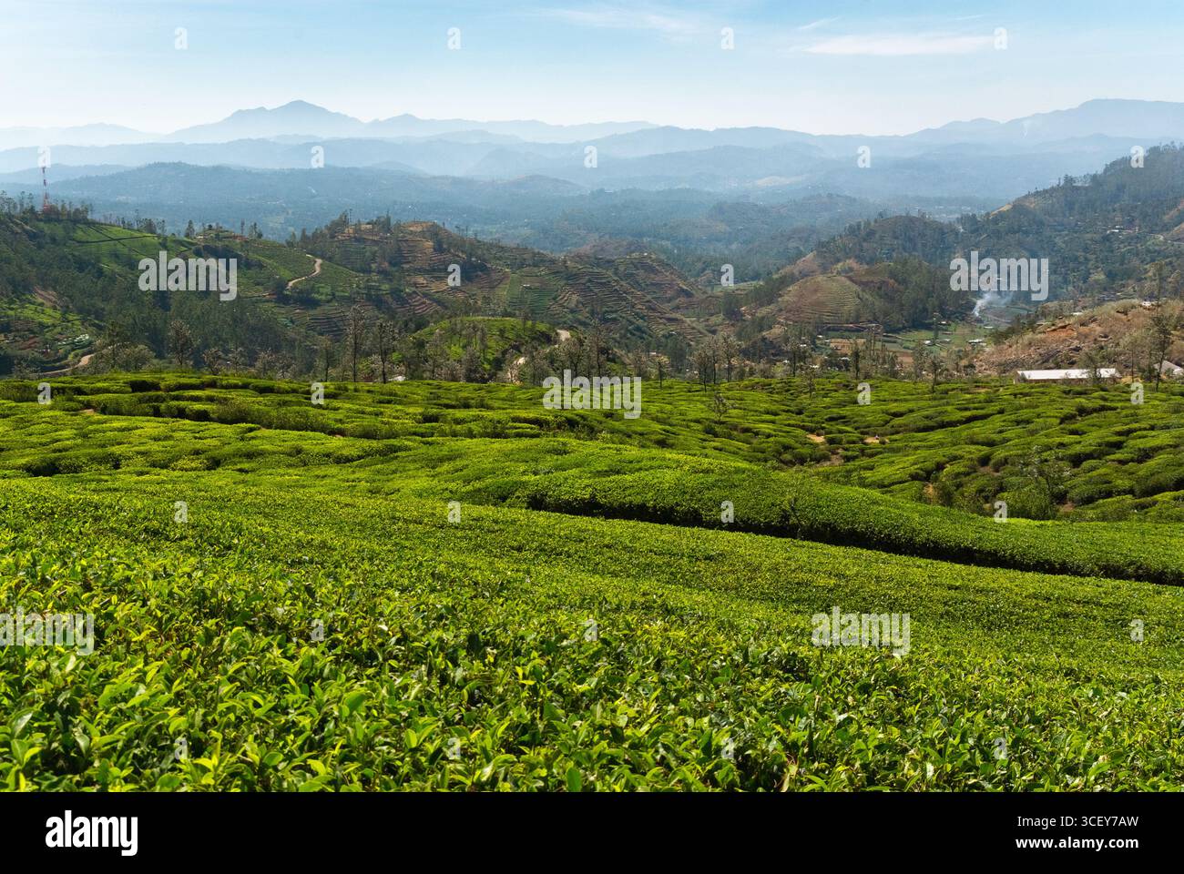 Tea bush leaves on hilly hi-res stock photography and images - Alamy