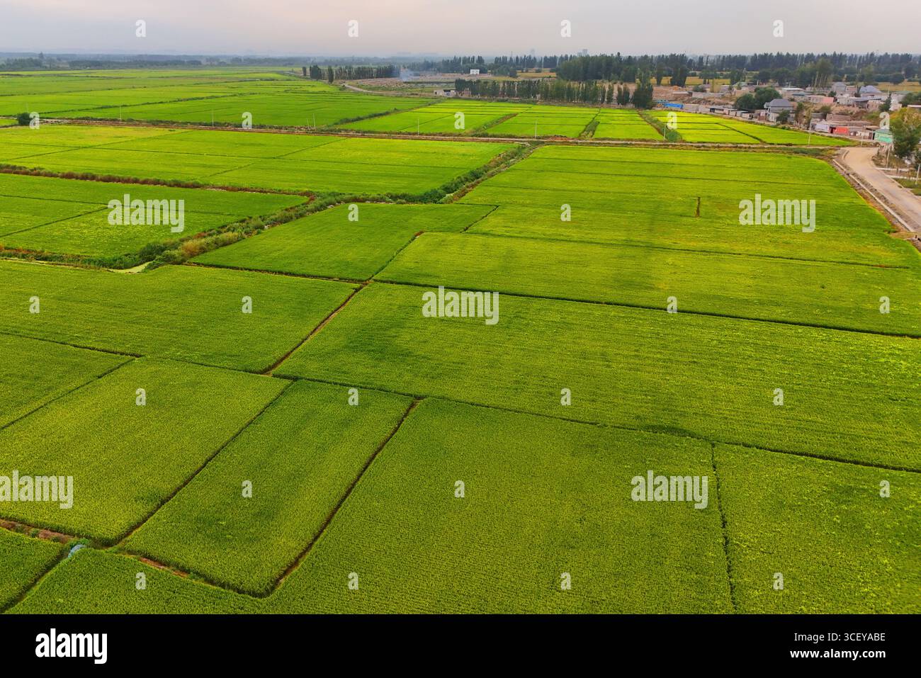 Aerial photo shows the autumn scenery of rice fields in Ili Kazakh ...