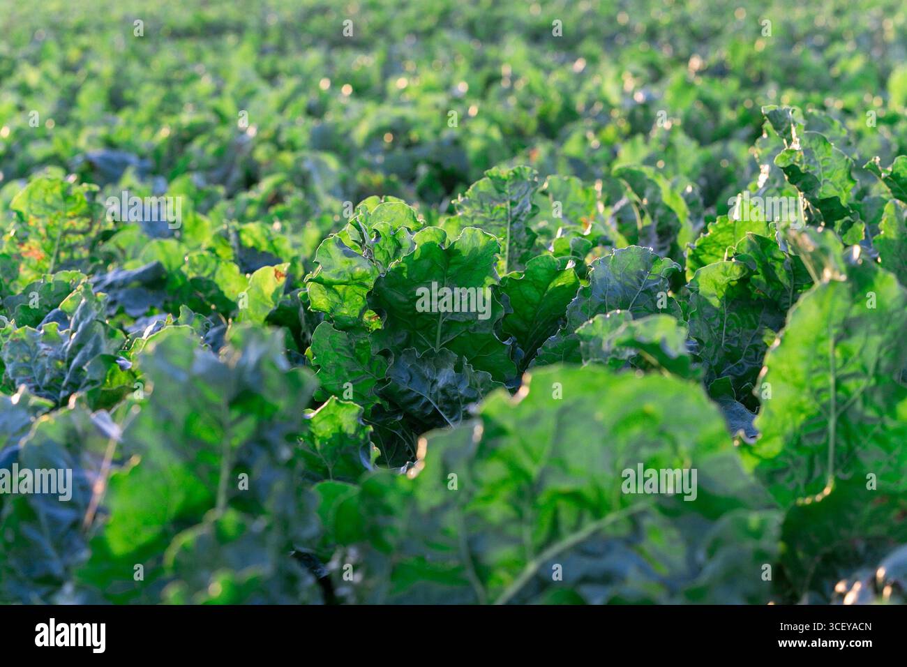 Aerial view beet rows field hi-res stock photography and images - Alamy