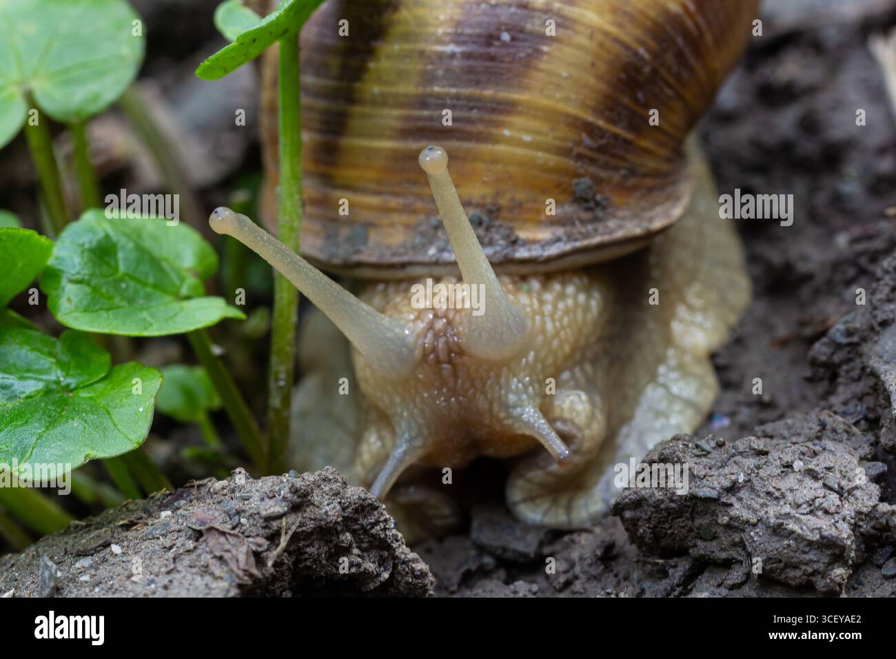 Brown snail slowly moves across hi-res stock photography and images - Alamy