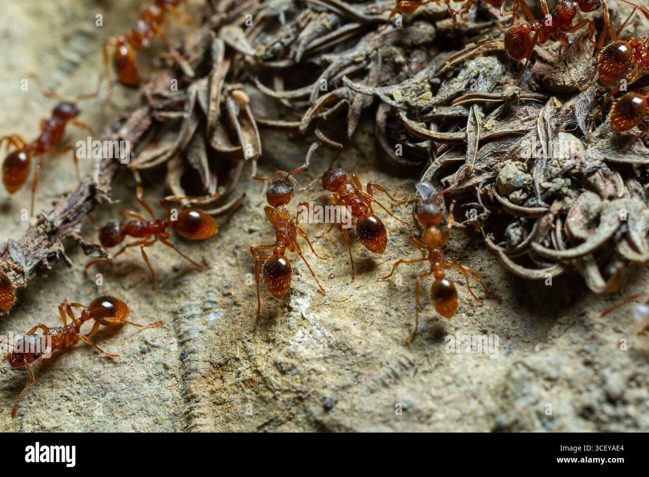 Red ants can seen hi-res stock photography and images - Alamy