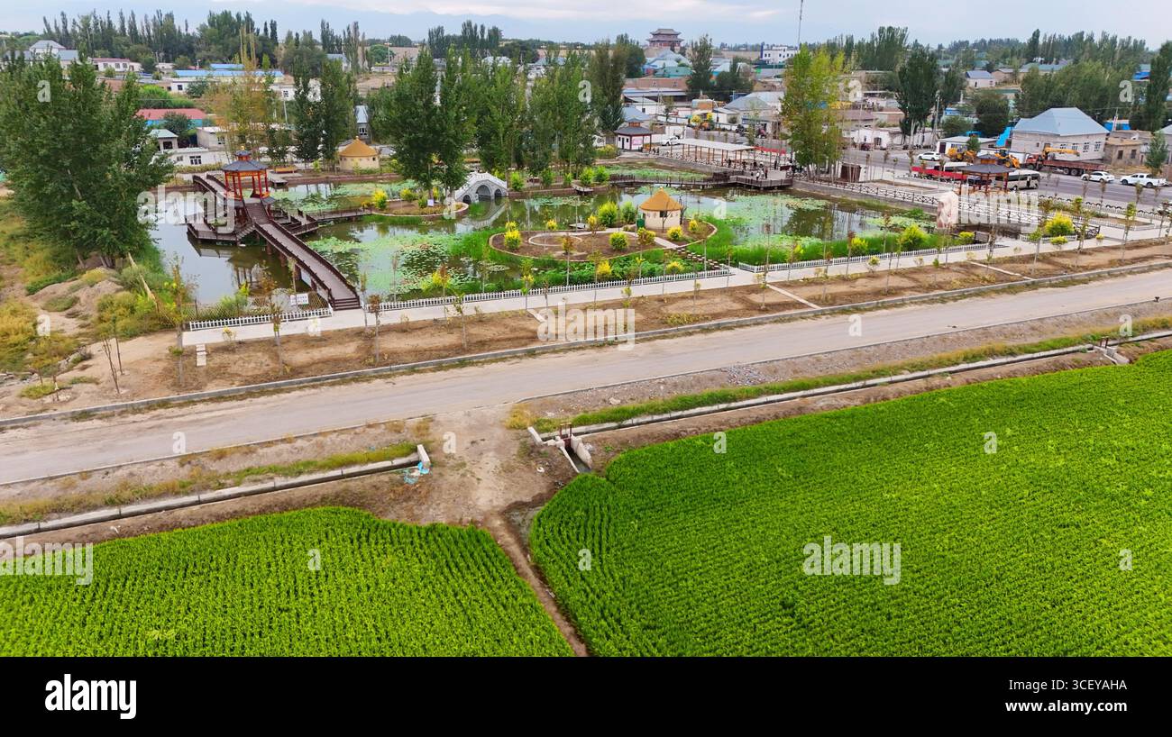 Aerial photo shows the autumn scenery of rice fields in Ili Kazakh ...