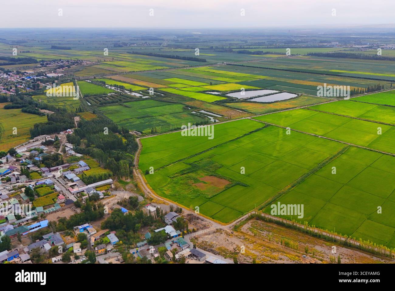 Aerial photo shows the autumn scenery of rice fields in Ili Kazakh ...