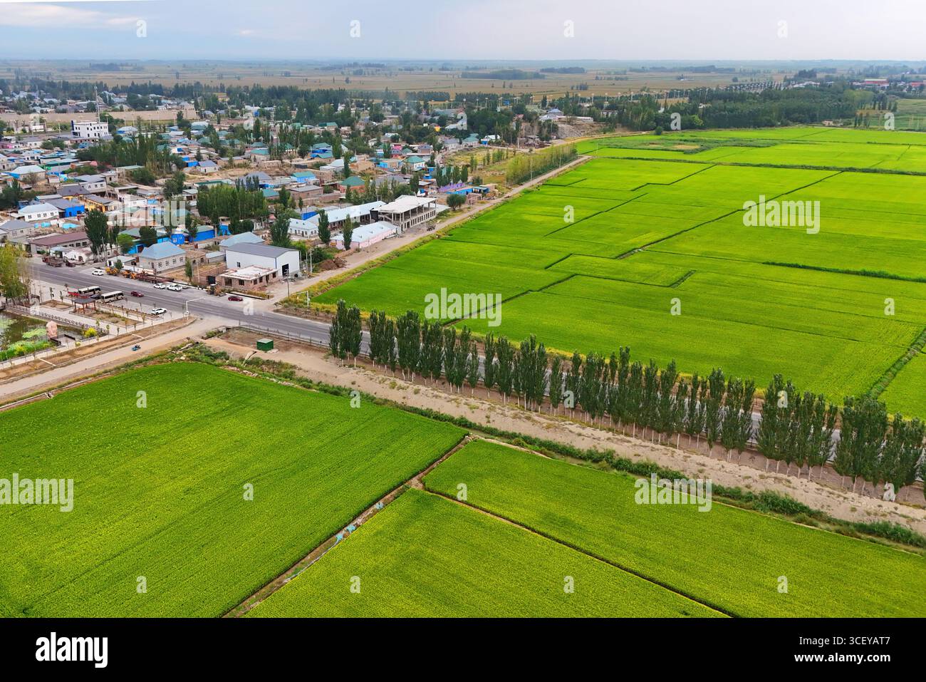 Aerial photo shows the autumn scenery of rice fields in Ili Kazakh ...