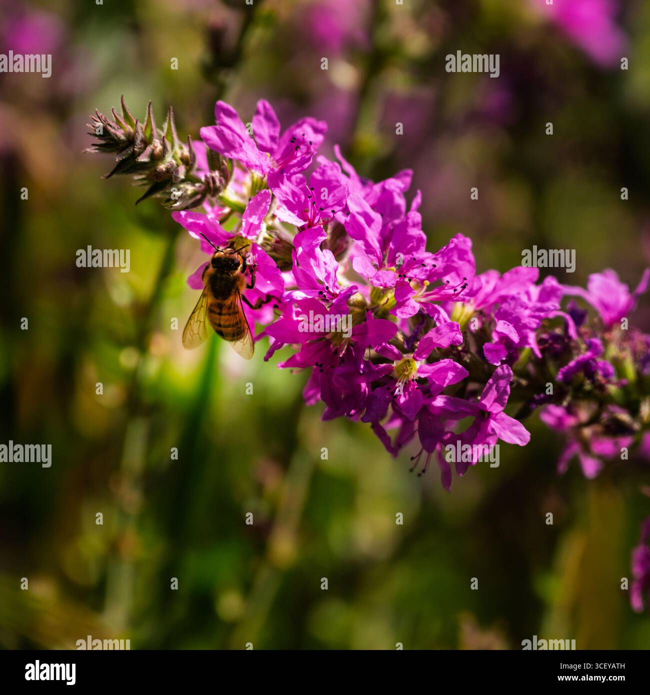 Pollination in action hi-res stock photography and images - Alamy