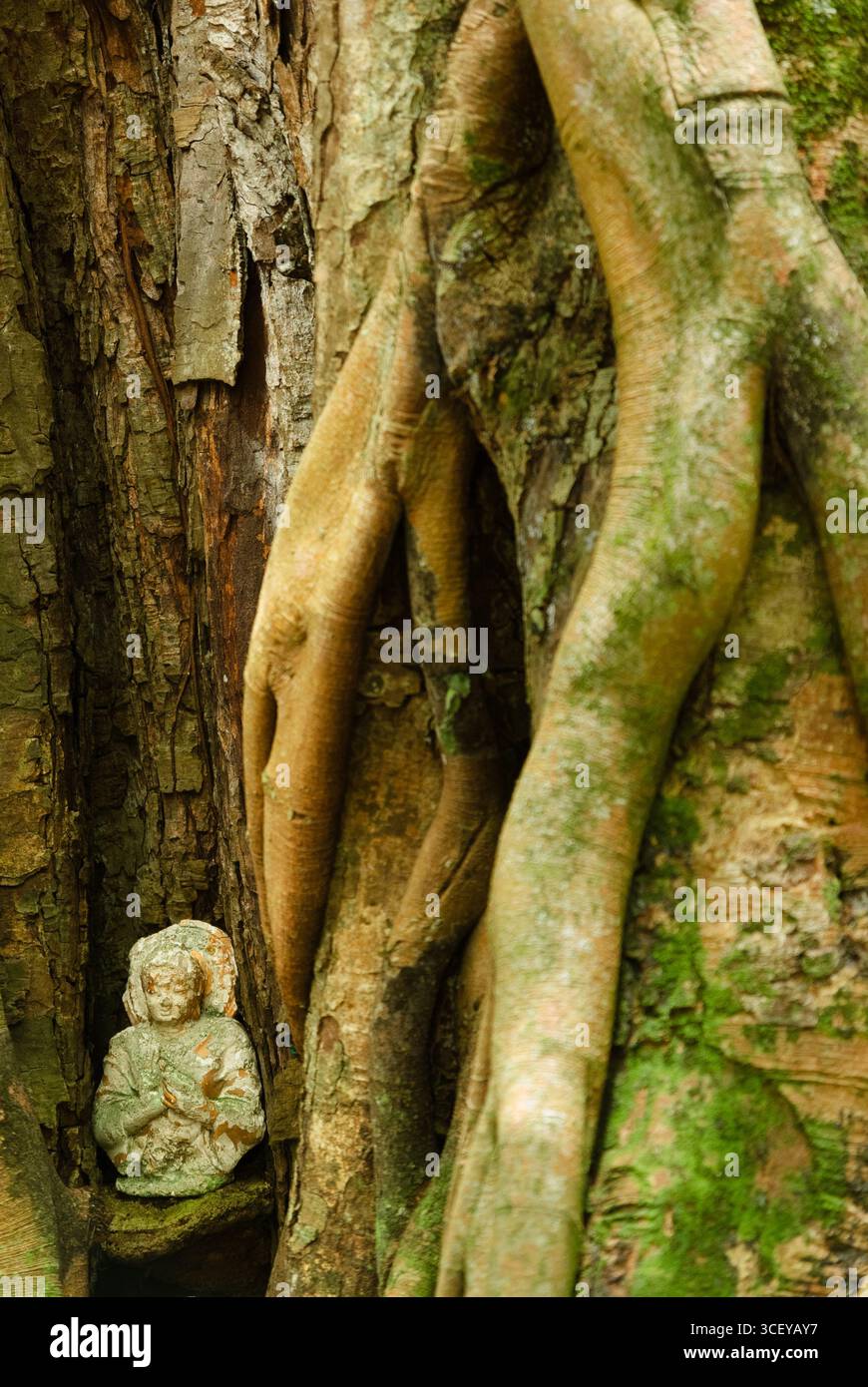A bodhi tree hi-res stock photography and images - Alamy