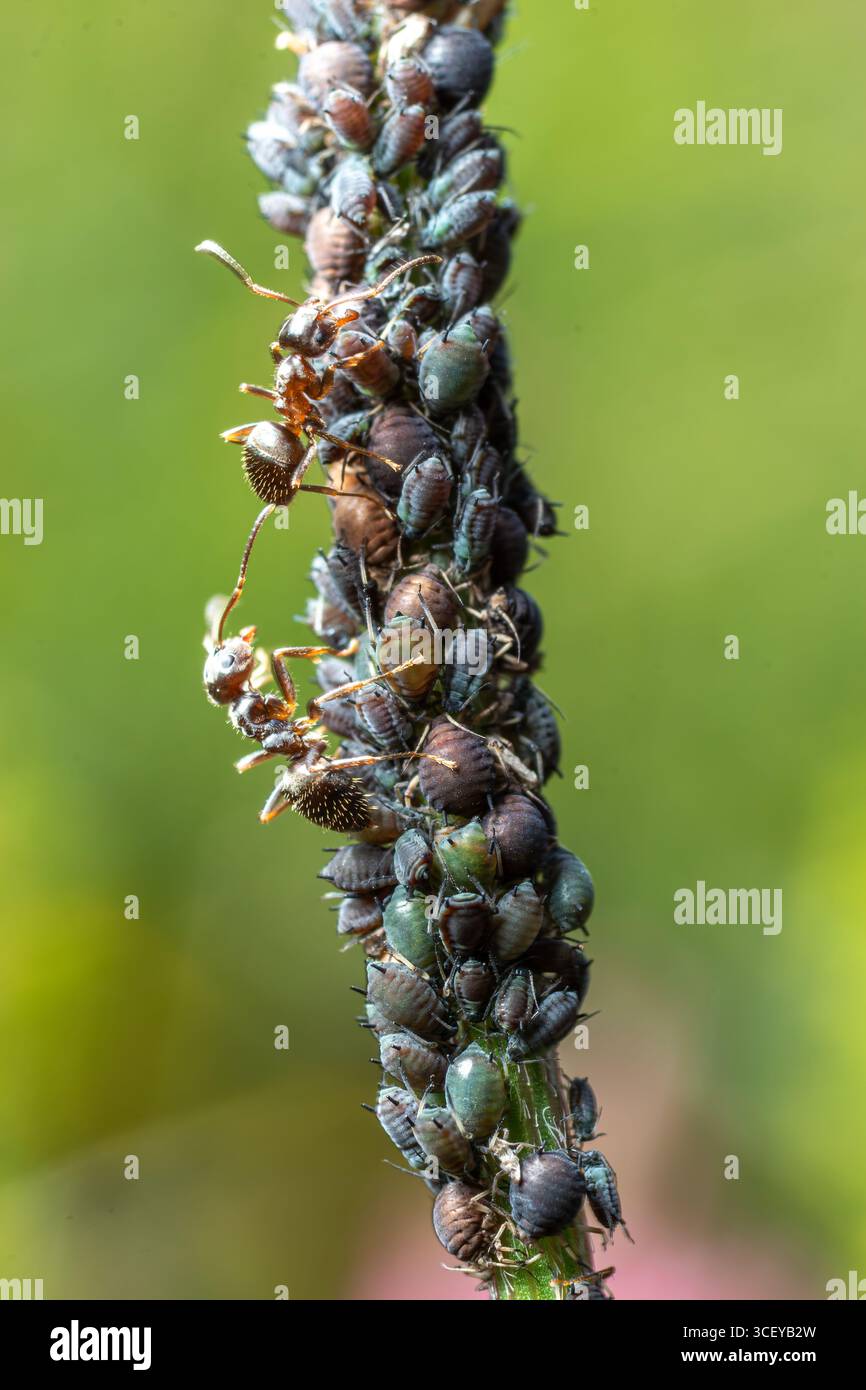 lush garden setting worker ants surround and protect clusters of aphids ...