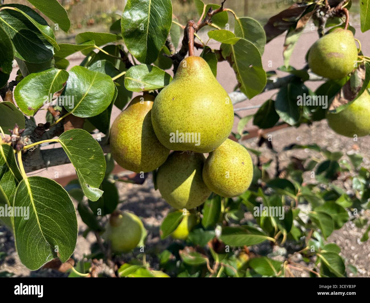 Pick fruit pear uk hi-res stock photography and images - Alamy