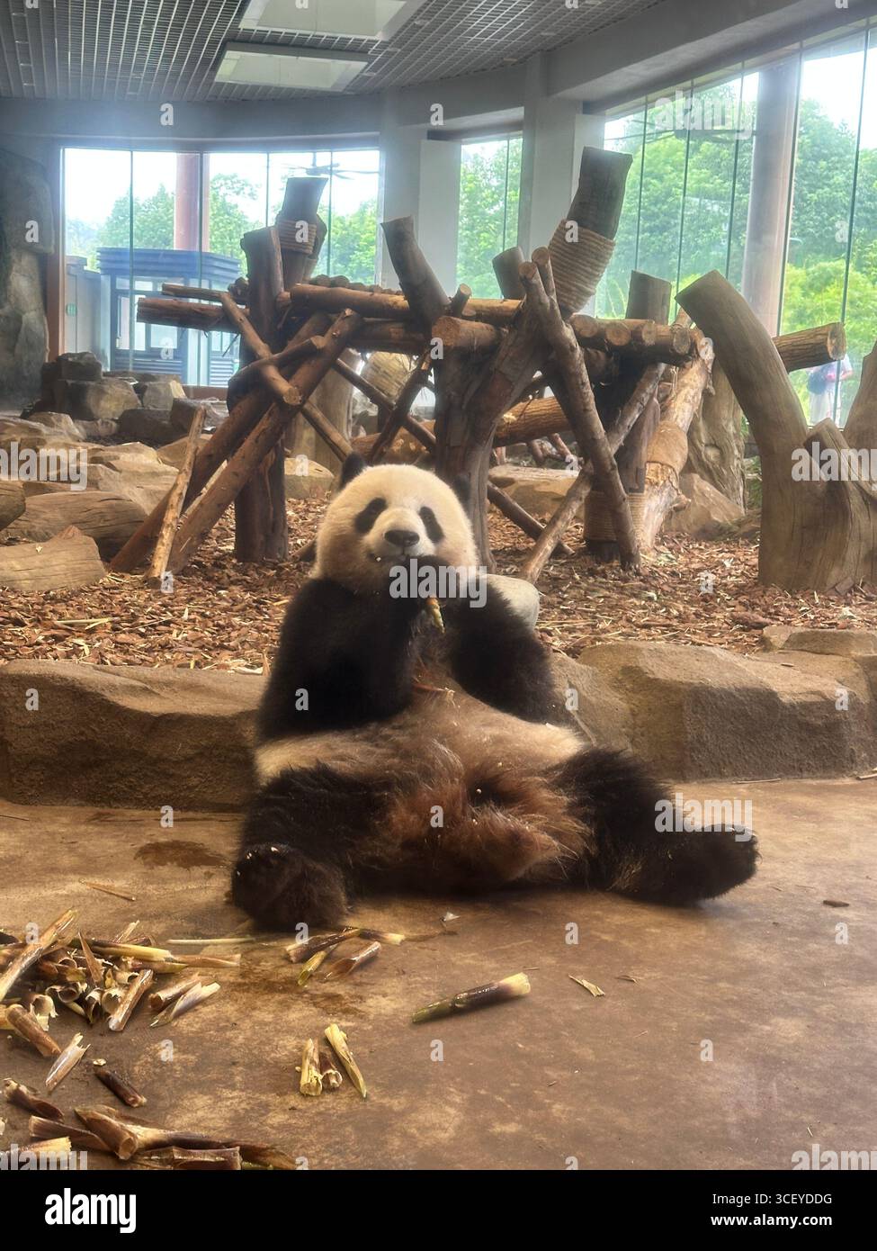 Giant pandas Chengdu China, cute black and white bears, panda habitat ...