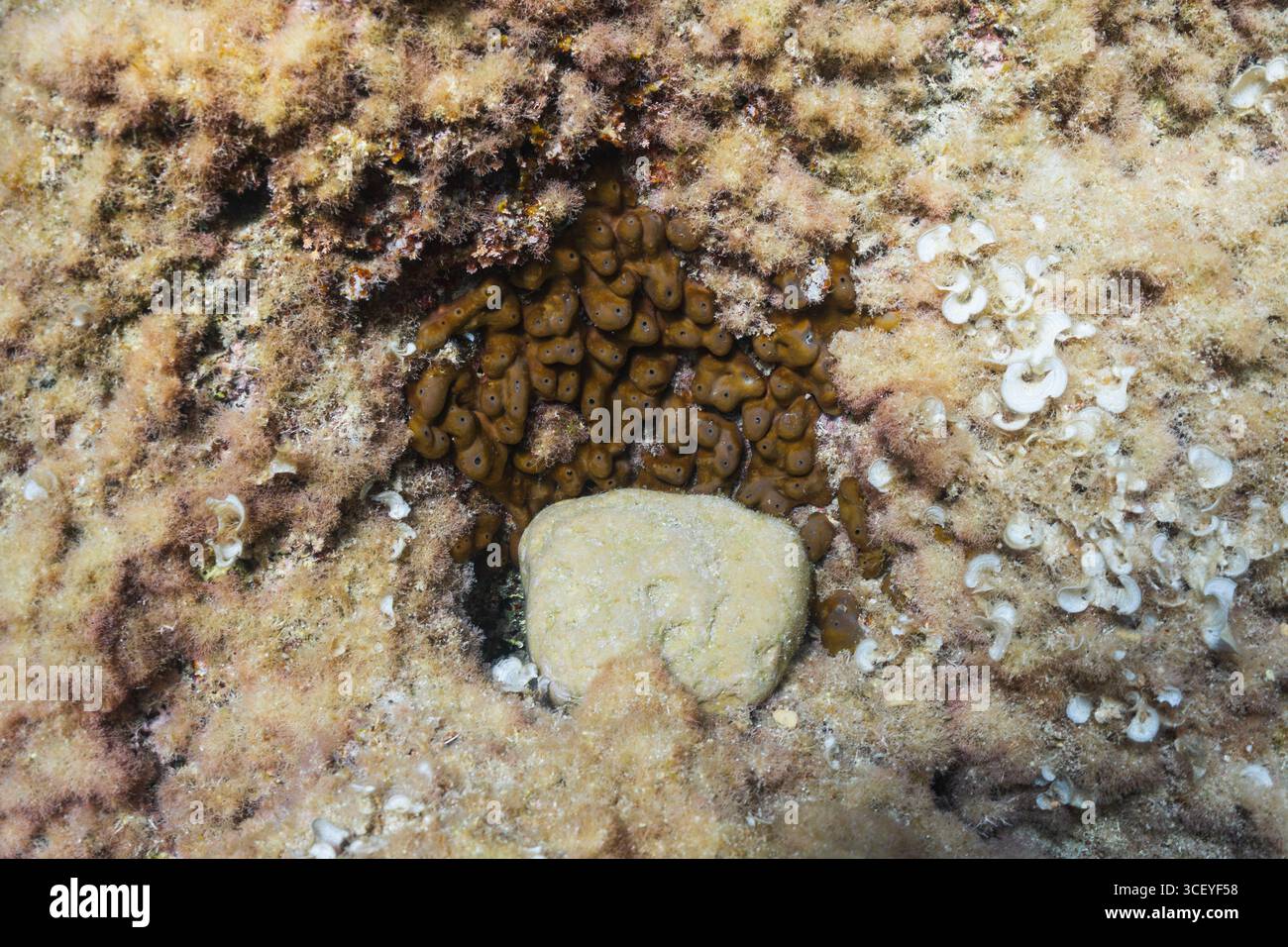 A detailed macro view of a marine ecosystem featuring a brown tunicate ...