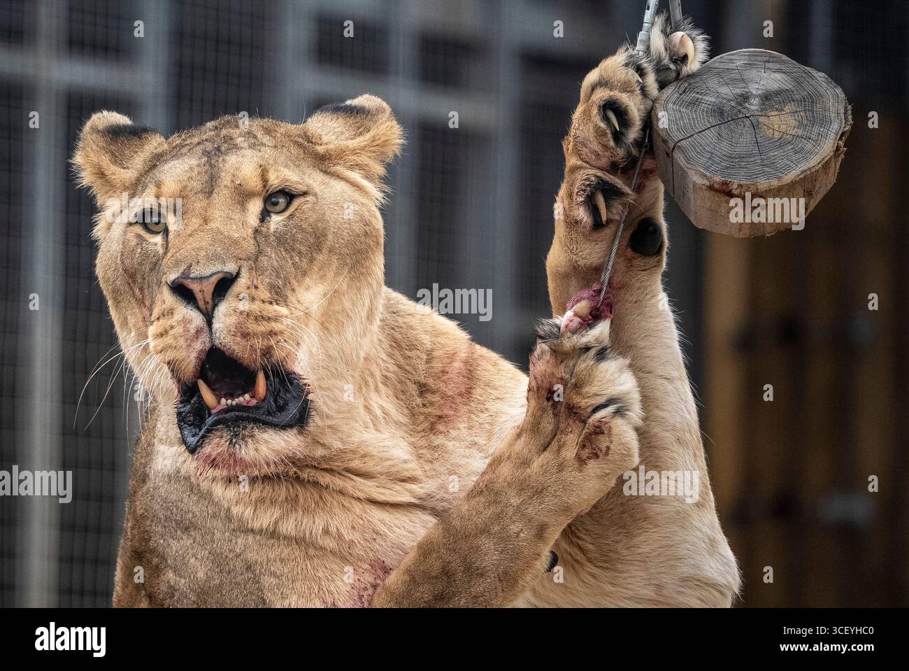 African lion Tau celebrates his seventh birthday with lots of fresh ...