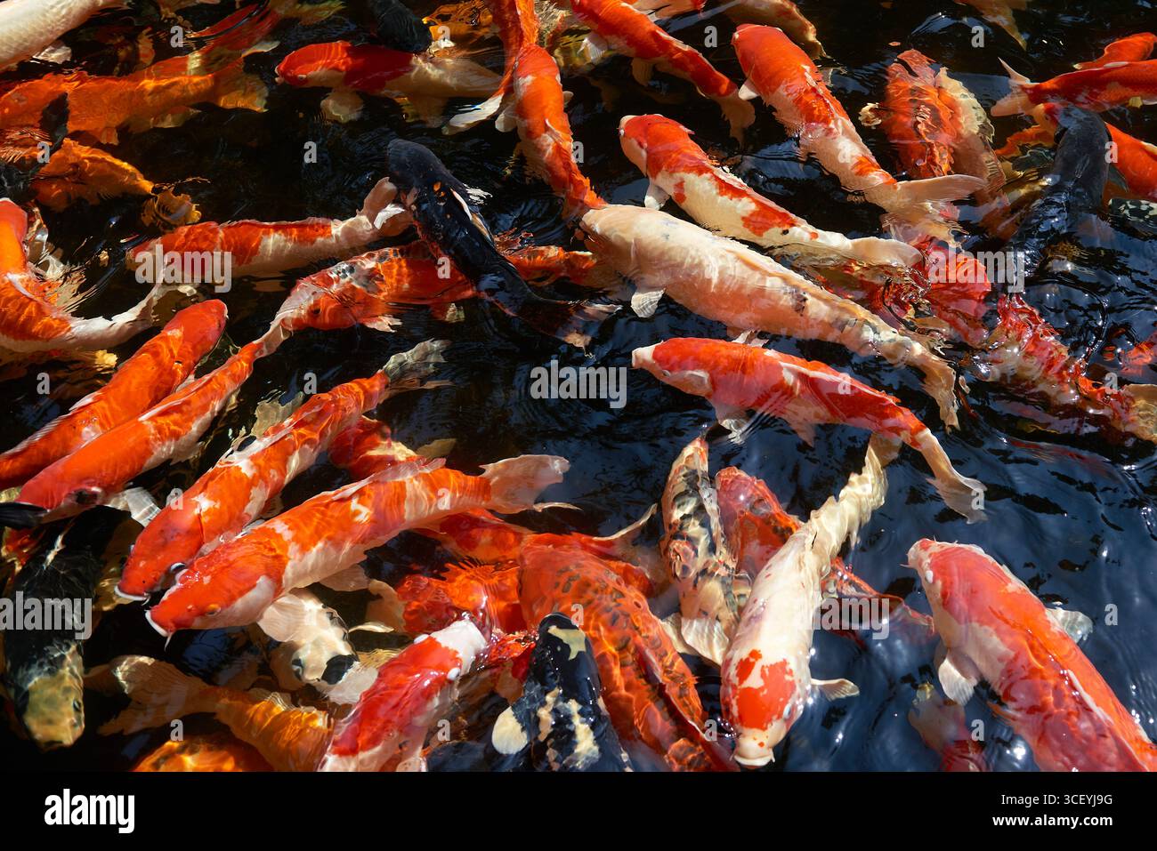 A vibrant top-down shot of colorful koi fish crowding and splashing in ...