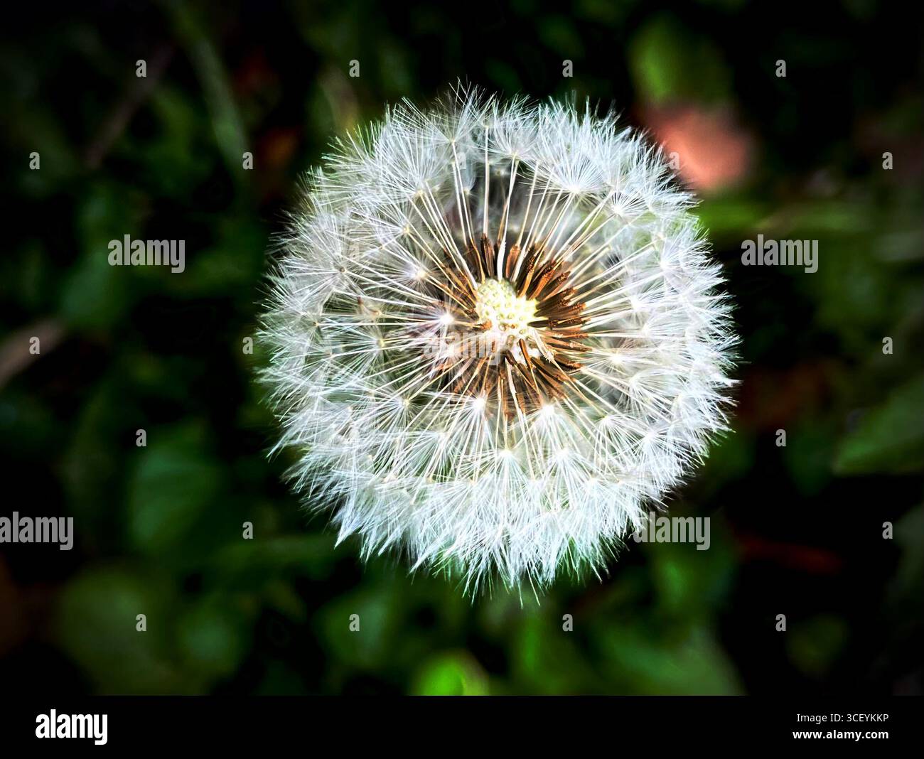 Found in both eurasia and north america hi-res stock photography and ...