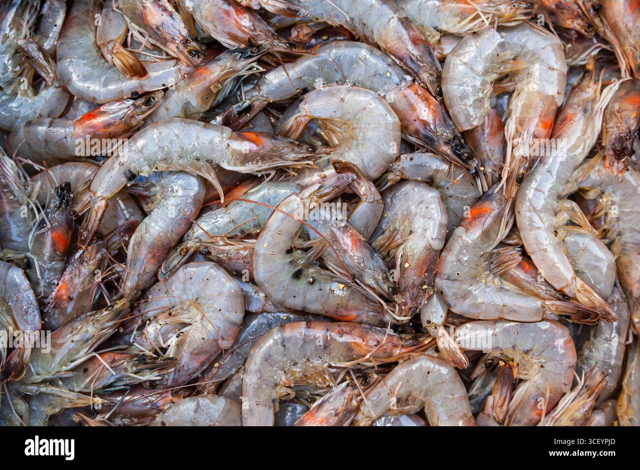 A bunch of raw large ocean shrimp, close-up Stock Photo - Alamy