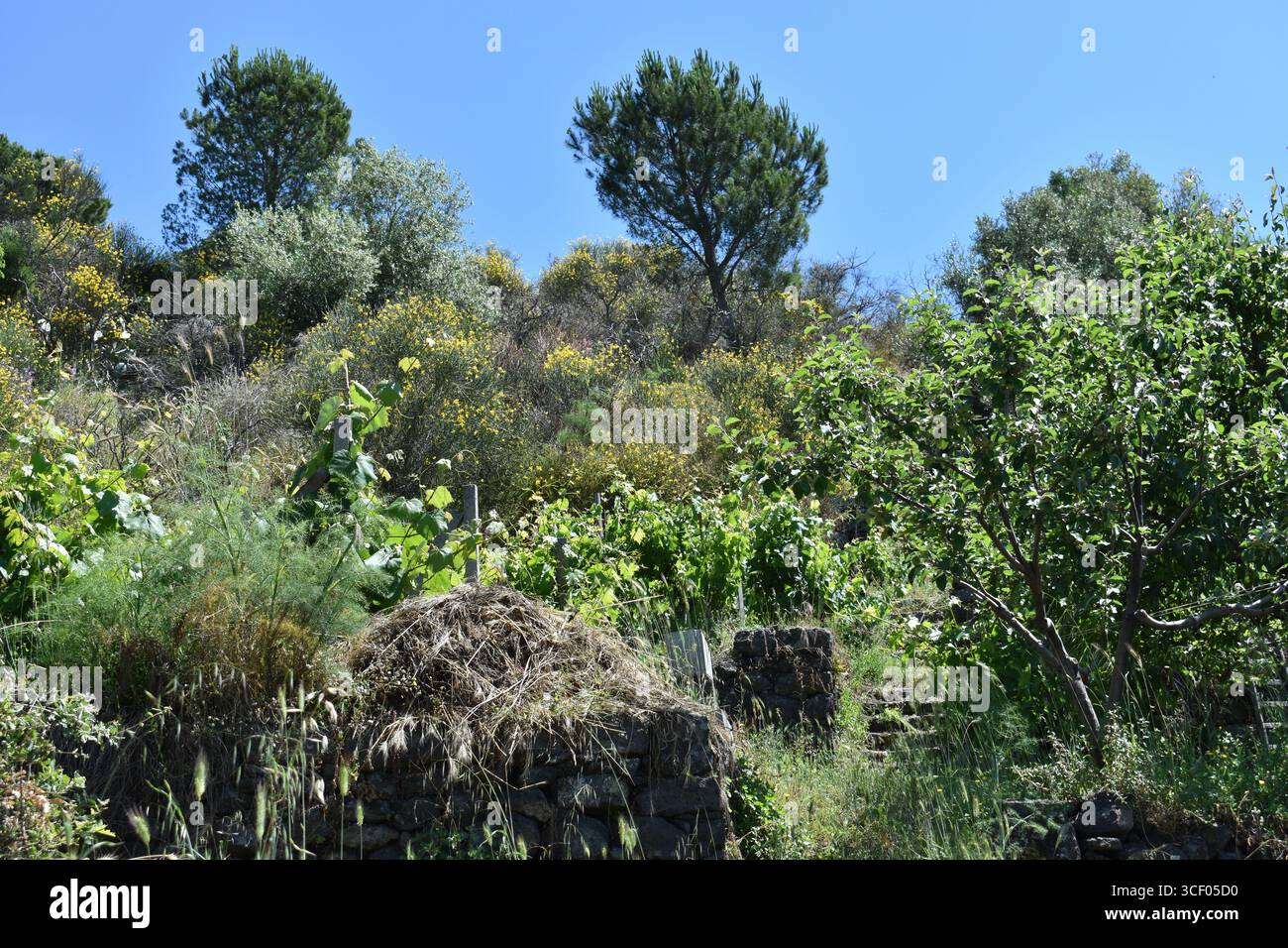 Vineyards fields private vineyards hi-res stock photography and images ...