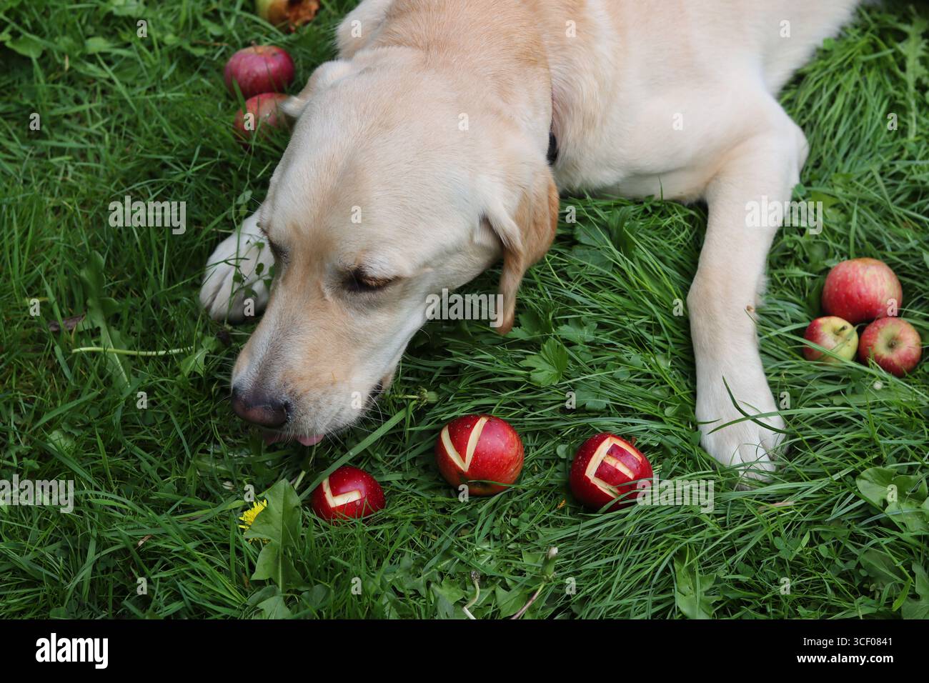 Young Labrador dog eating red apples in the garden. Cute dog in autumn ...