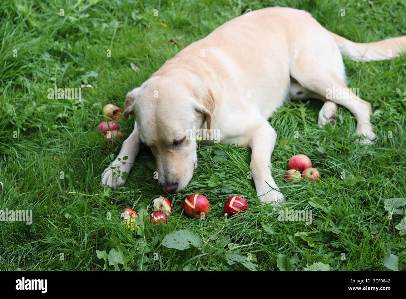Young Labrador dog eating red apples in the garden. Cute dog in autumn ...