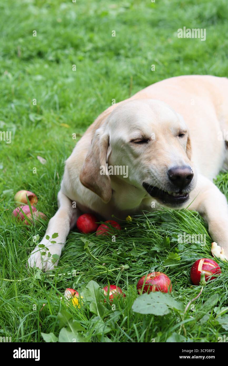 Young Labrador dog eating red apples in the garden. Cute dog in autumn ...