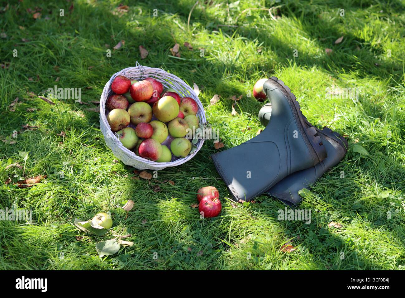 Still life with basket of apples and rubber boots. Autumn in the garden ...